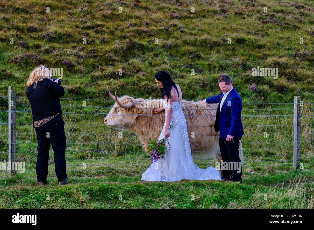 United Kingdom, Scotland, Isle of Skye, Highland cow Stock Photo - Alamy