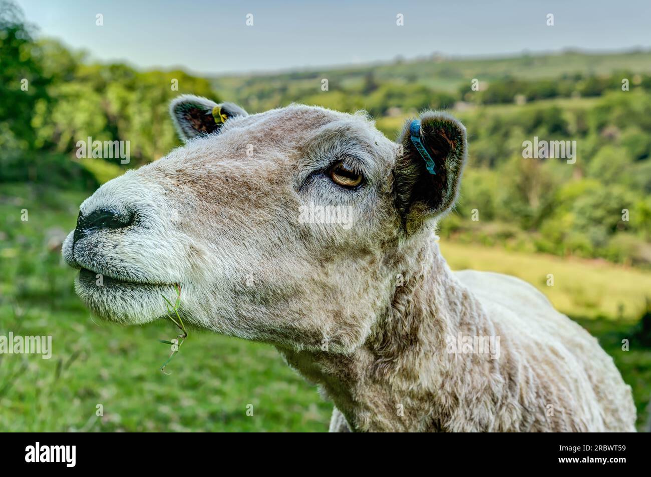A natural moment of animal curiosity when a ewe moves in close to ...