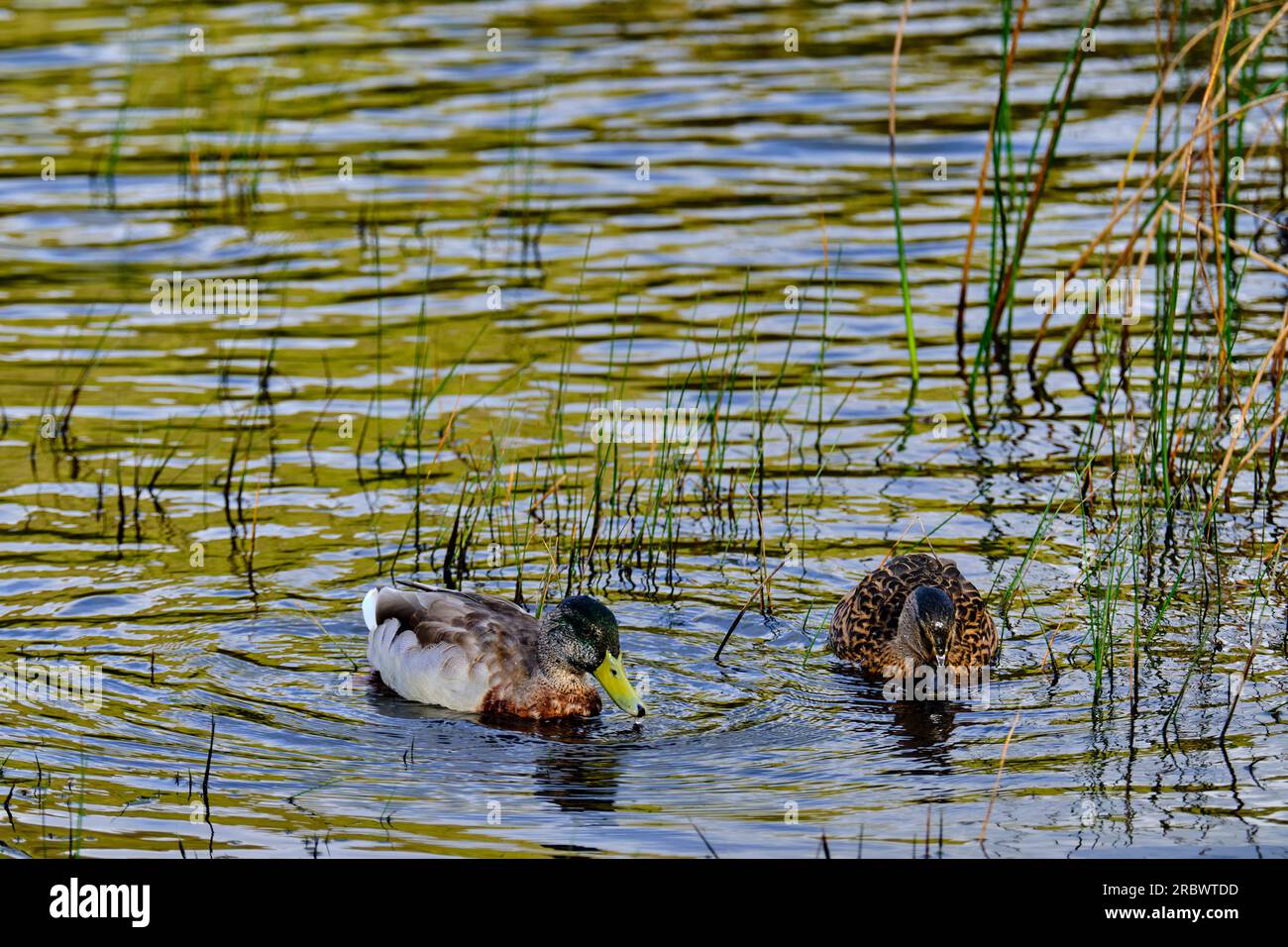Oiseau ecosse hi-res stock photography and images - Alamy