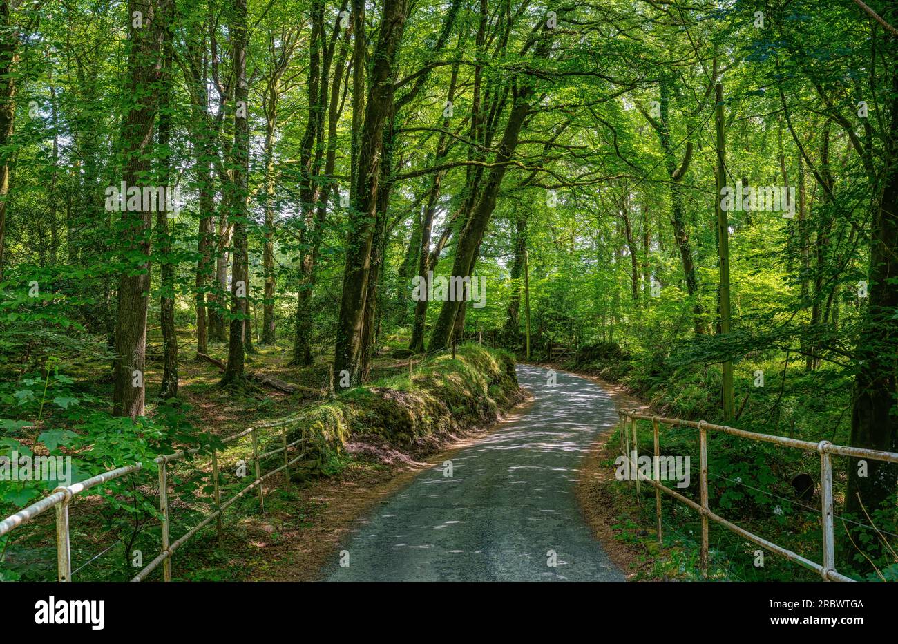 Family bike ride woods hi-res stock photography and images - Alamy