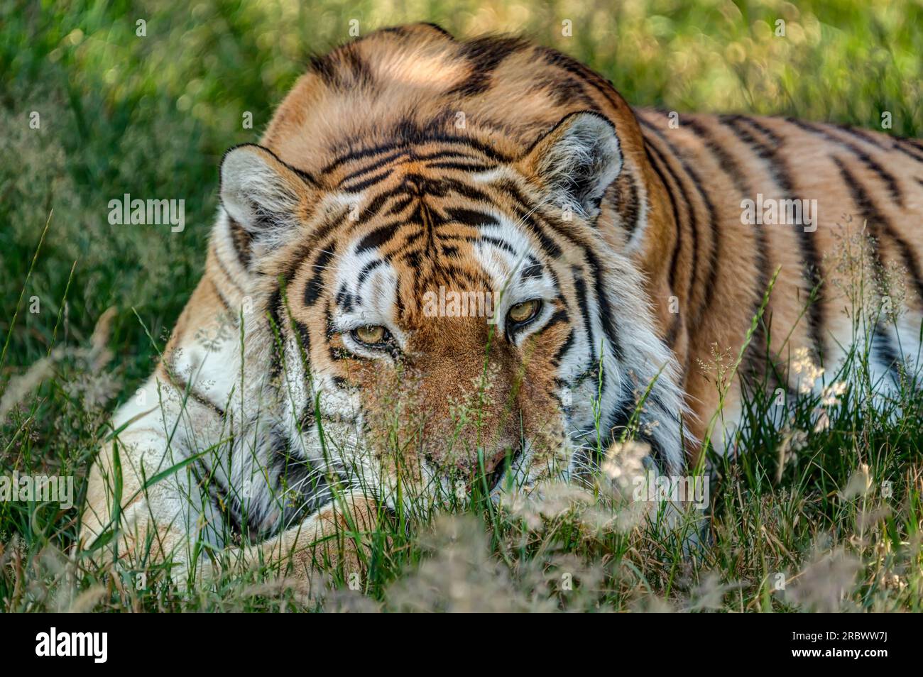 A very detailed and sharply rendered Amur Tiger, isolated against a ...