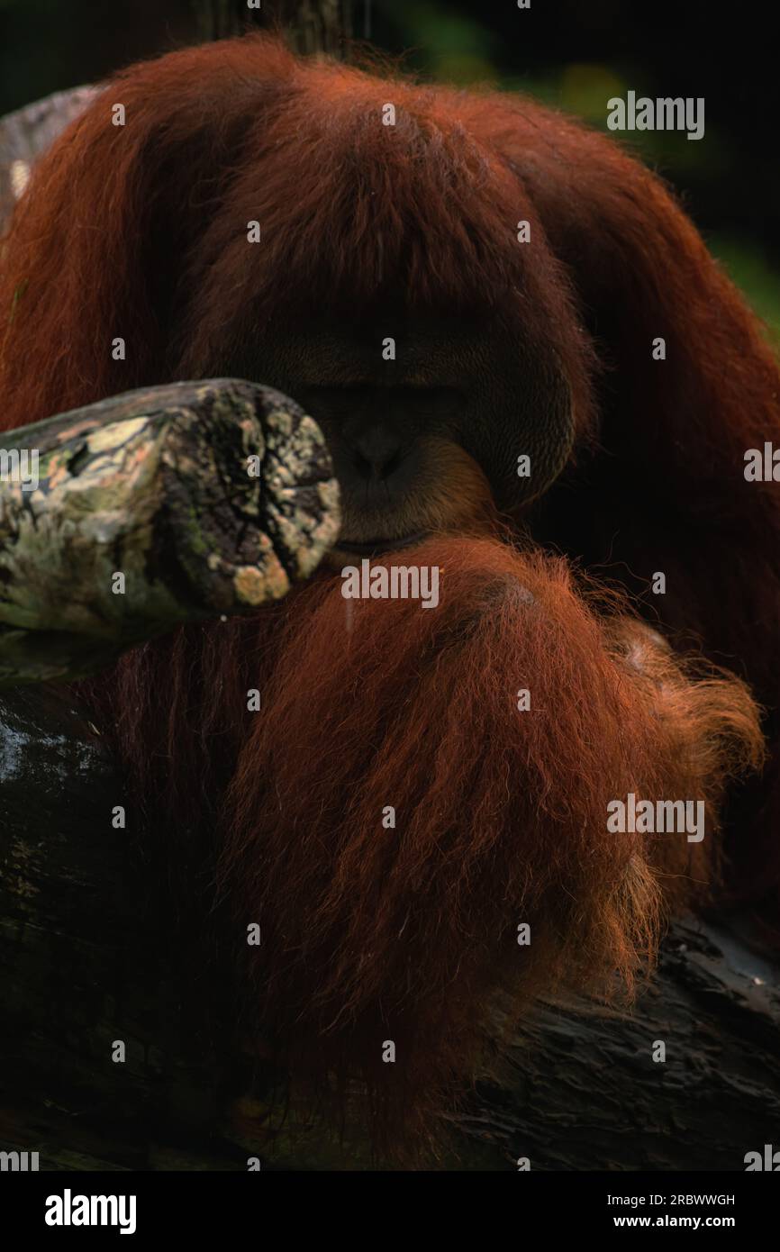 Bornean orangutan (Pongo pygmaeus) is a species of orangutan native to ...