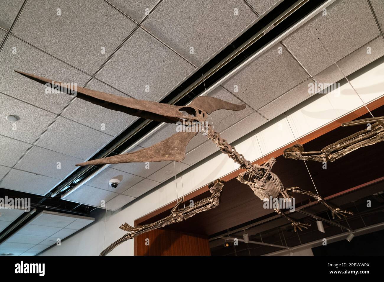 Rare Flying Pteranodon dinosaur fossil on display for Sotheby's Live ...