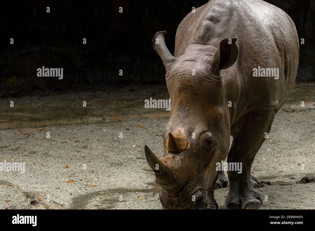 A close up photo of an endangered white rhino, rhinoceros face,horn and ...