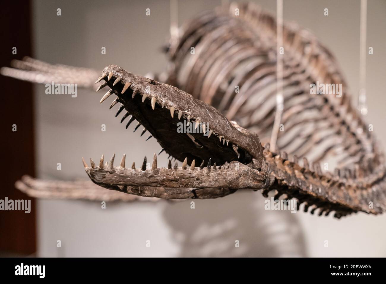 Plesiosaur Head