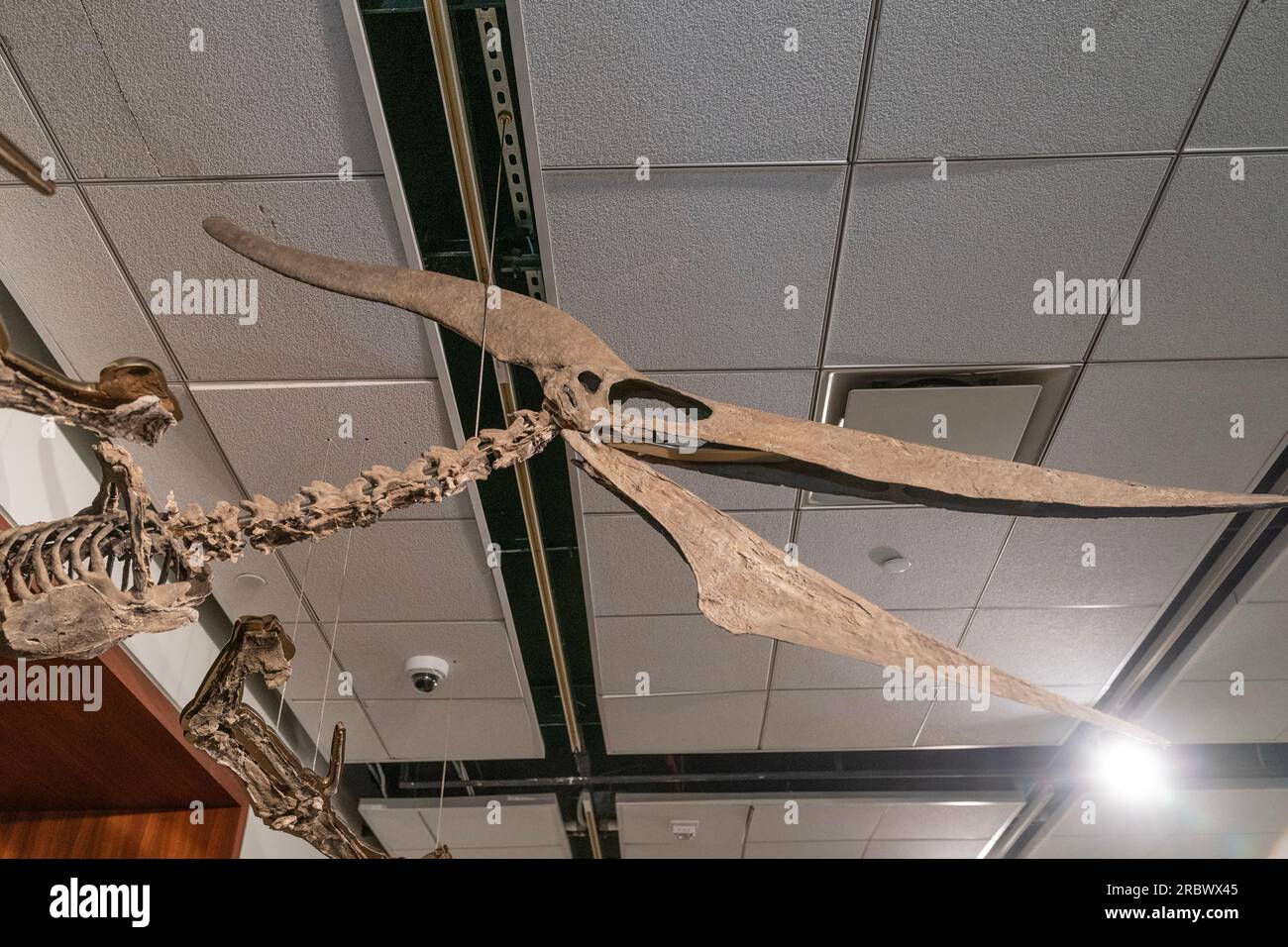 Pteranodon Dinosaur Fossil
