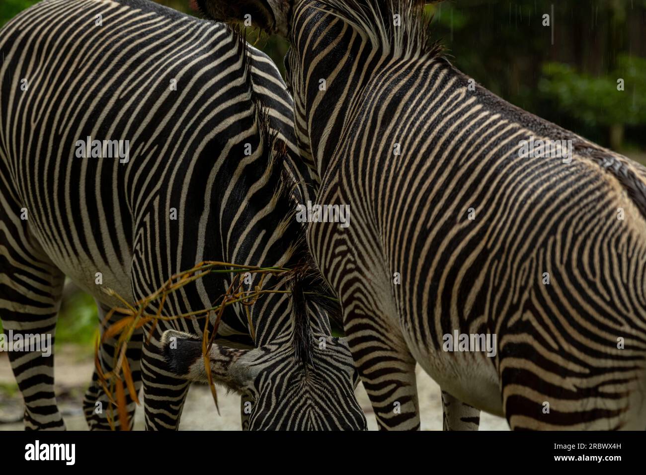 The mother and daughter of the plains zebra stands in an enclosure in a ...