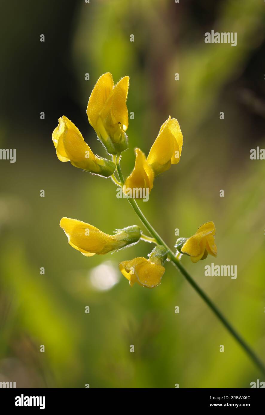 Lathyrus pratensis meadow plant hi-res stock photography and images - Alamy