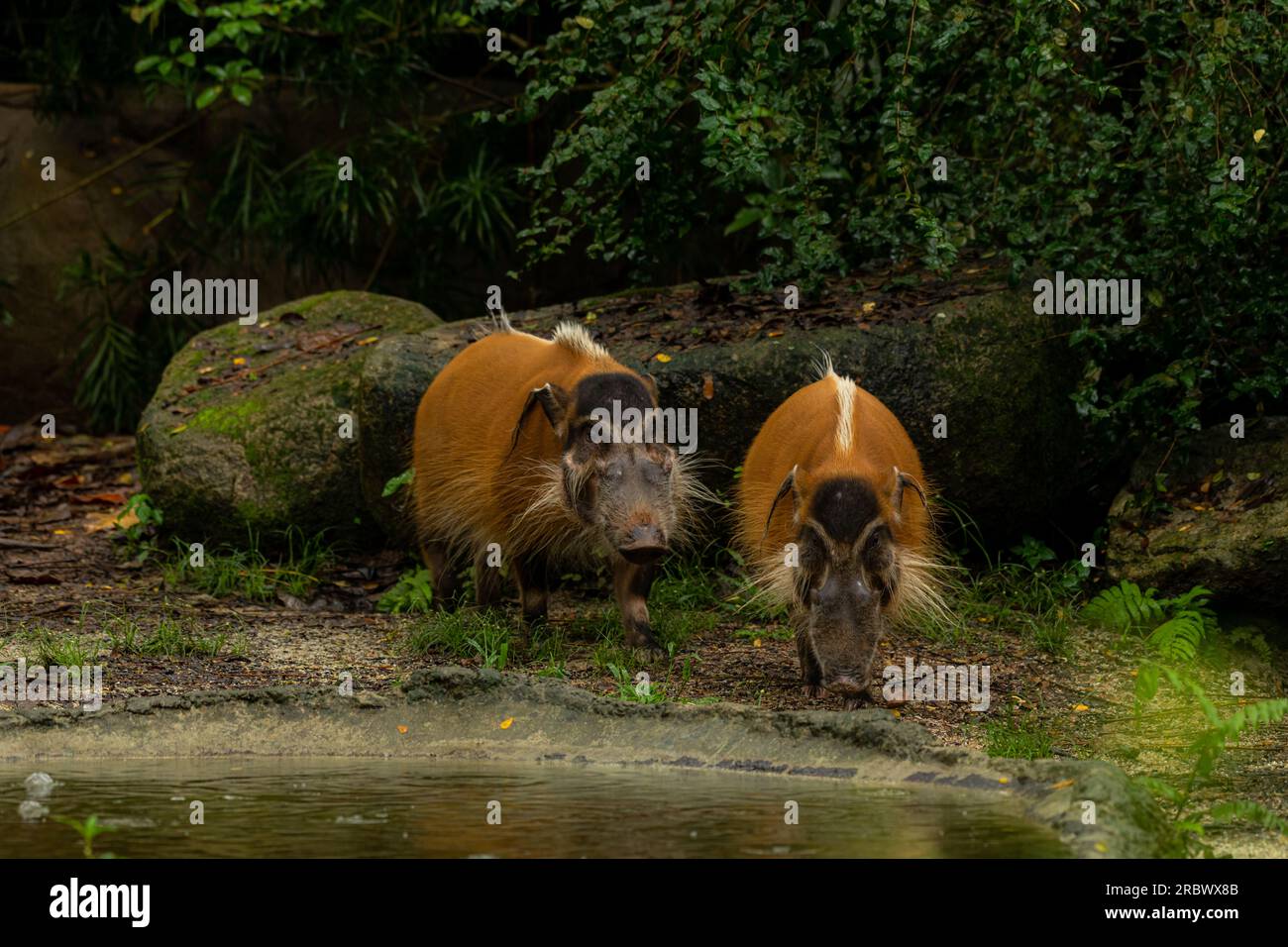 Two A Red River Hogs walking through the mud, copy space for text ...