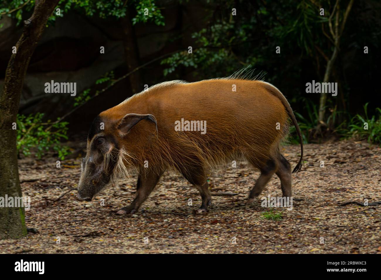 Red river hog, Potamochoerus porcus, also known as the bush pig. Close ...