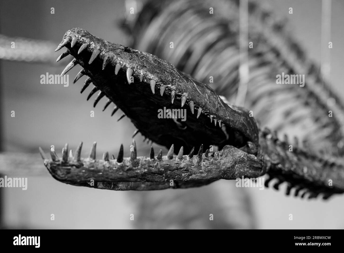 Japanese Trawler Plesiosaur