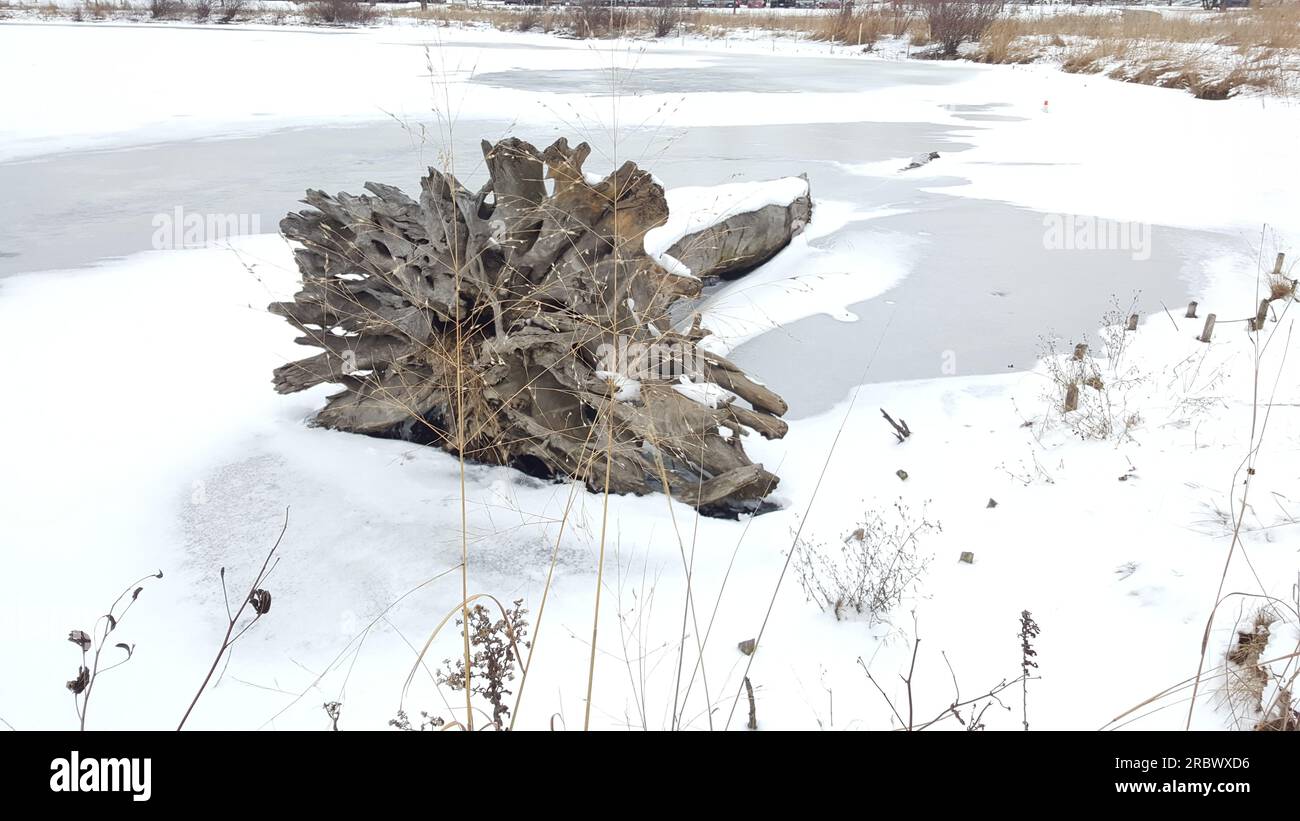 Old fallen tree in a frozen lake, root system shown Stock Photo - Alamy