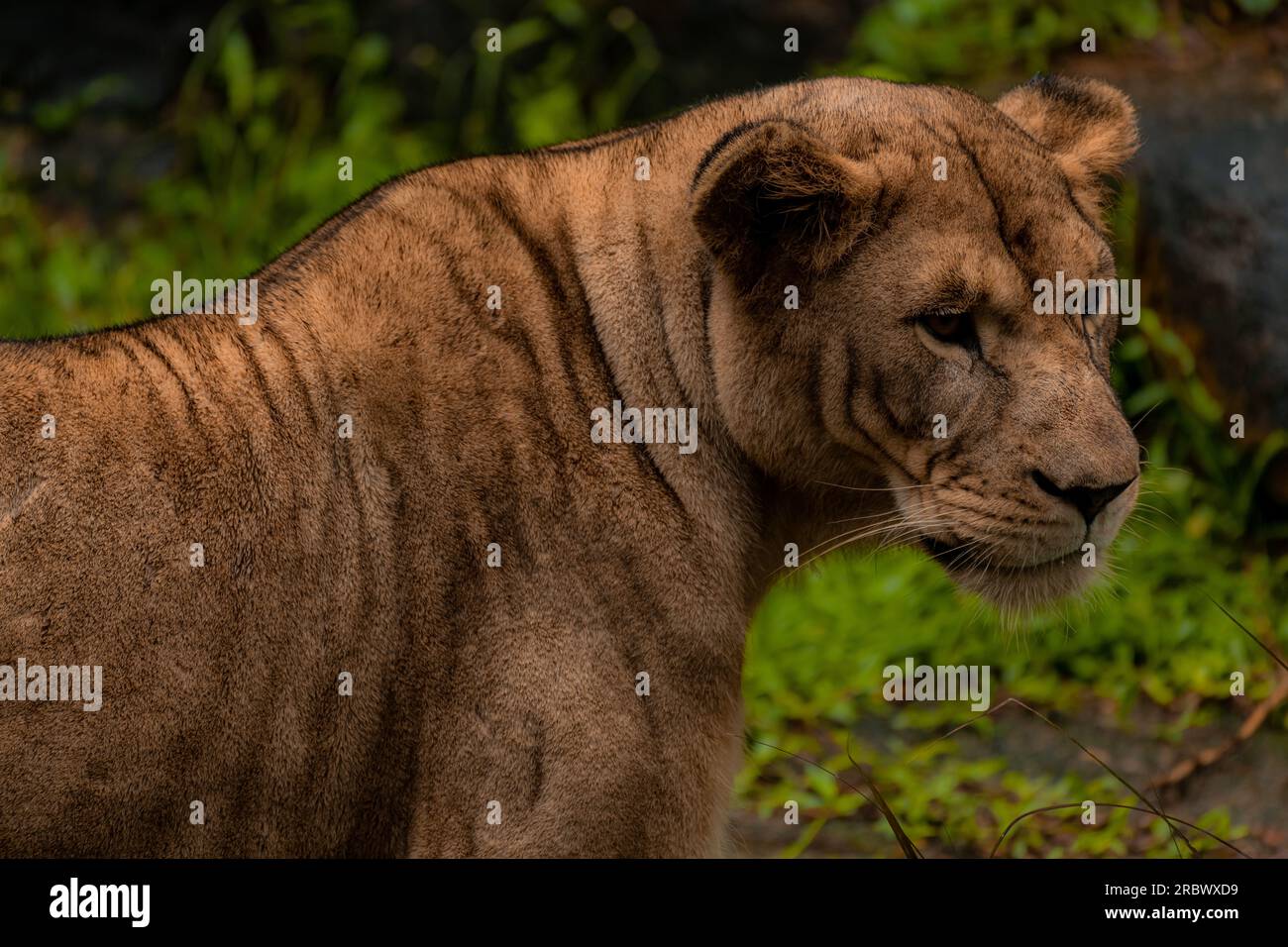 Head portrait of a lioness looking at the camera, close up with copy ...