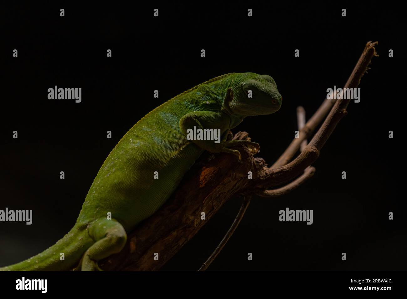 Close up image of Fiji banded iguana (Brachylophus fasciatus) An ...