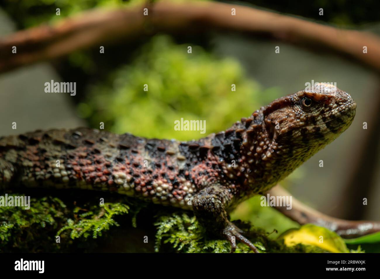 Vietnamese crocodile lizard hi-res stock photography and images - Alamy