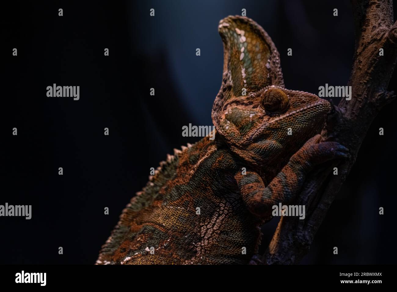 Chameleon Furcifer pardalis Ambolobe 2 years old, Madagascar endemic ...