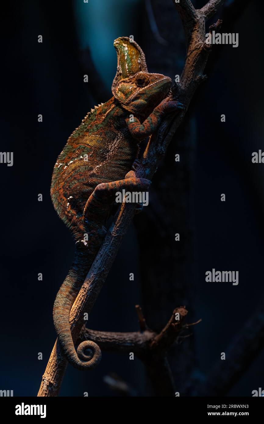 Chameleon isolated on large black background, selective focus, dark ...