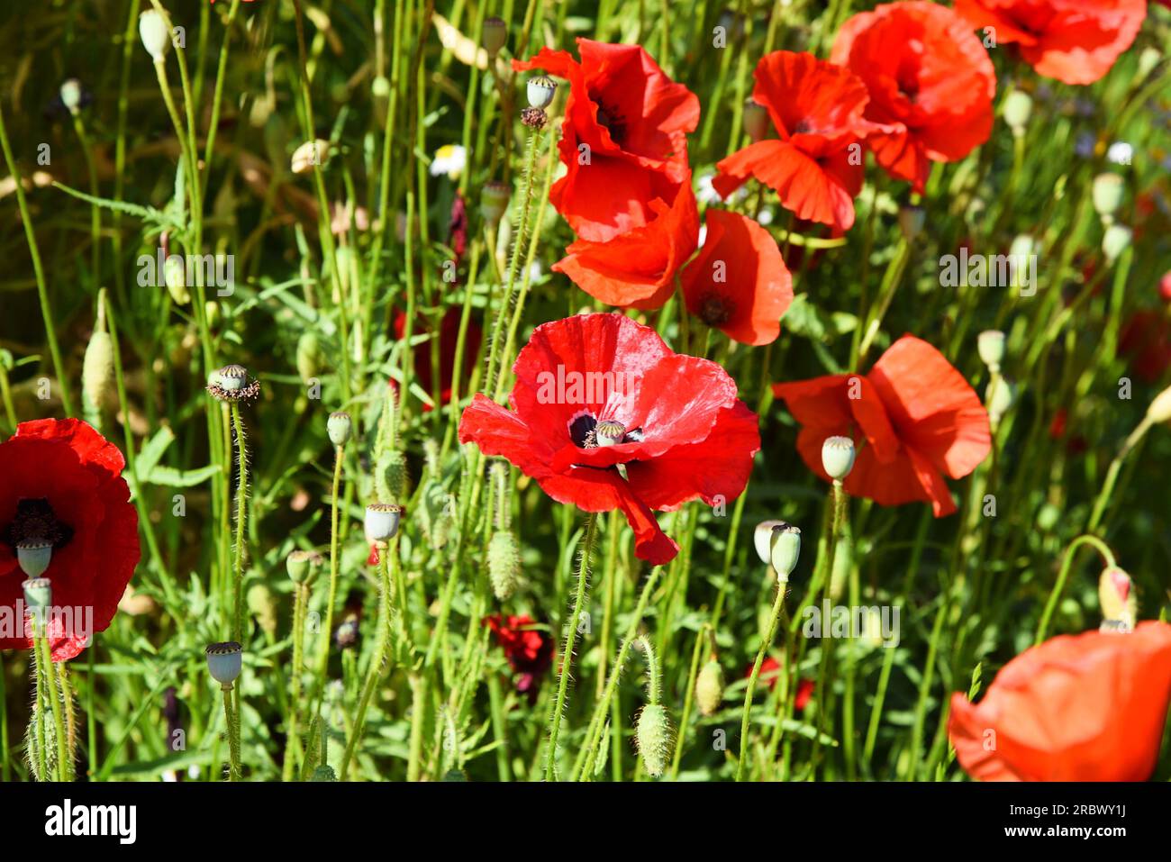 Field blossoming red poppies hi-res stock photography and images - Alamy