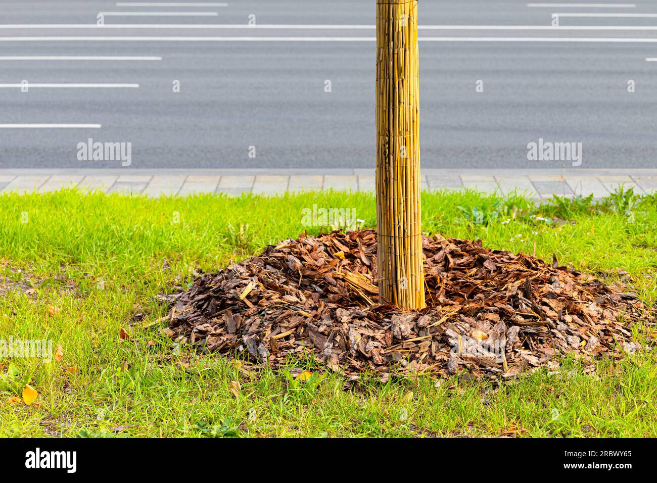 mulching a tree with pine bark on a city street. protecting wood from ...