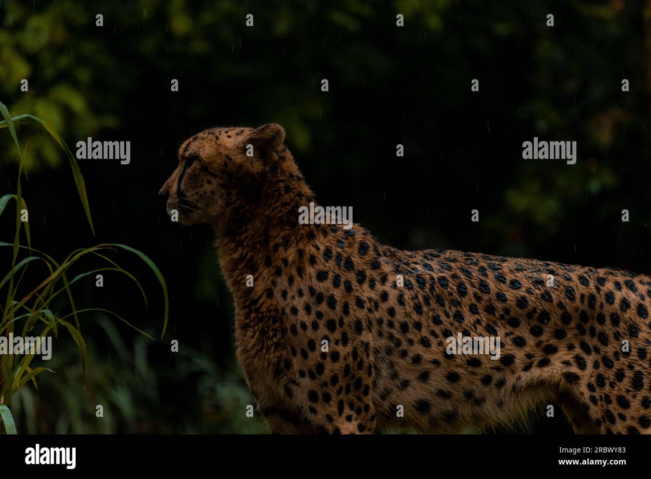 Cheetah profile portrait with a head on view, copy space for text, dark ...