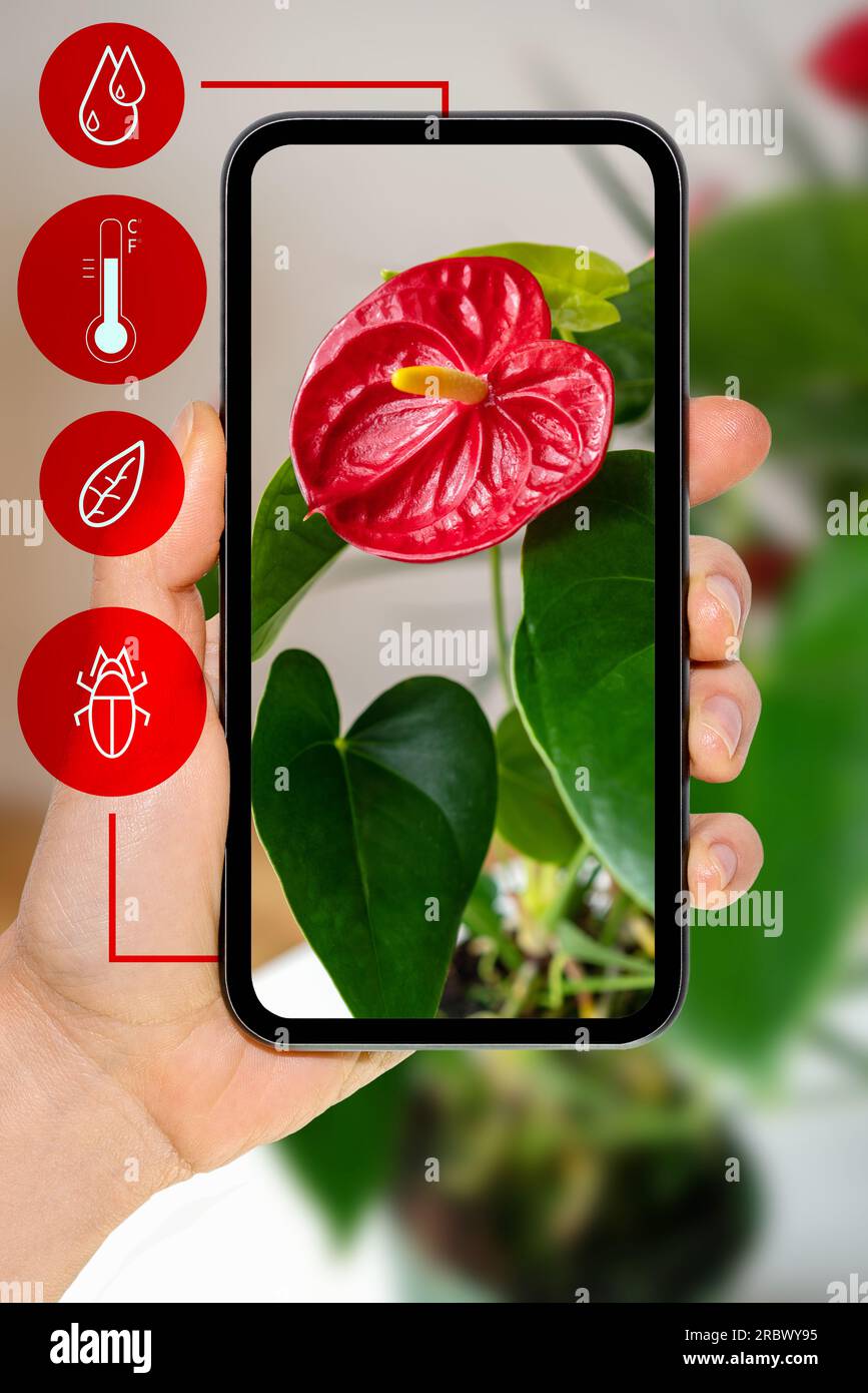 Smart phone scanning flower anthurium, examining plant condition using mobile phone application ...