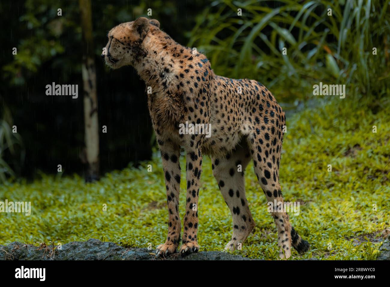African cheetah, Masai Mara National Park, Kenya, Africa. Cat in nature ...
