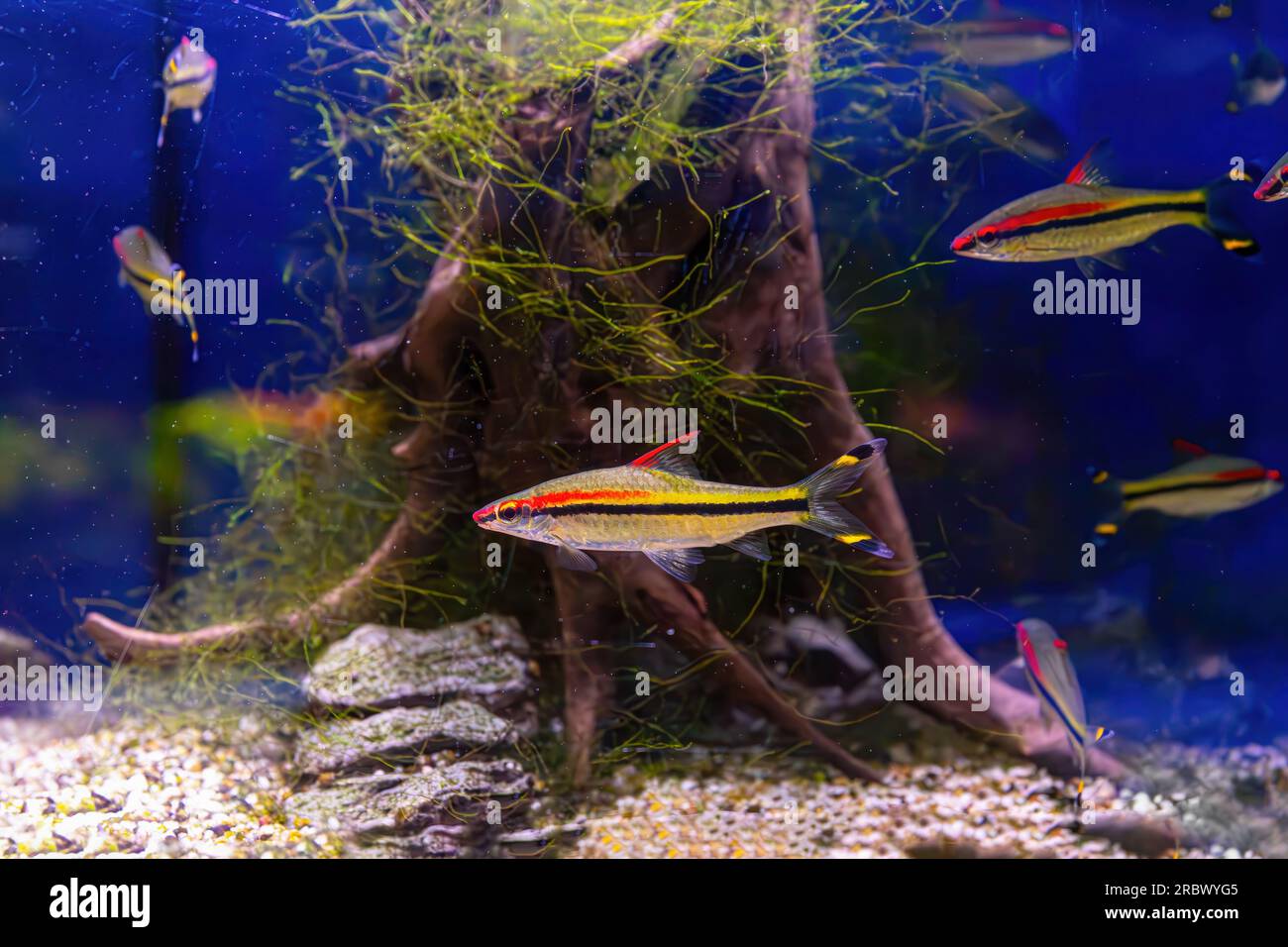 Melanotaenia hi-res stock photography and images - Alamy