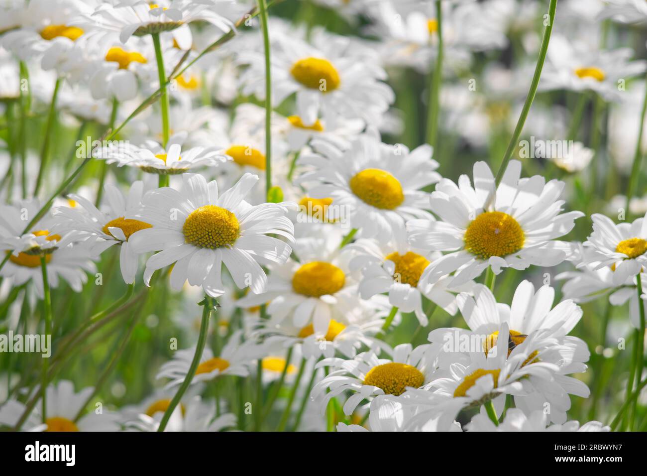 Wild daisy flowers growing on meadow, lawn, white chamomiles on green ...