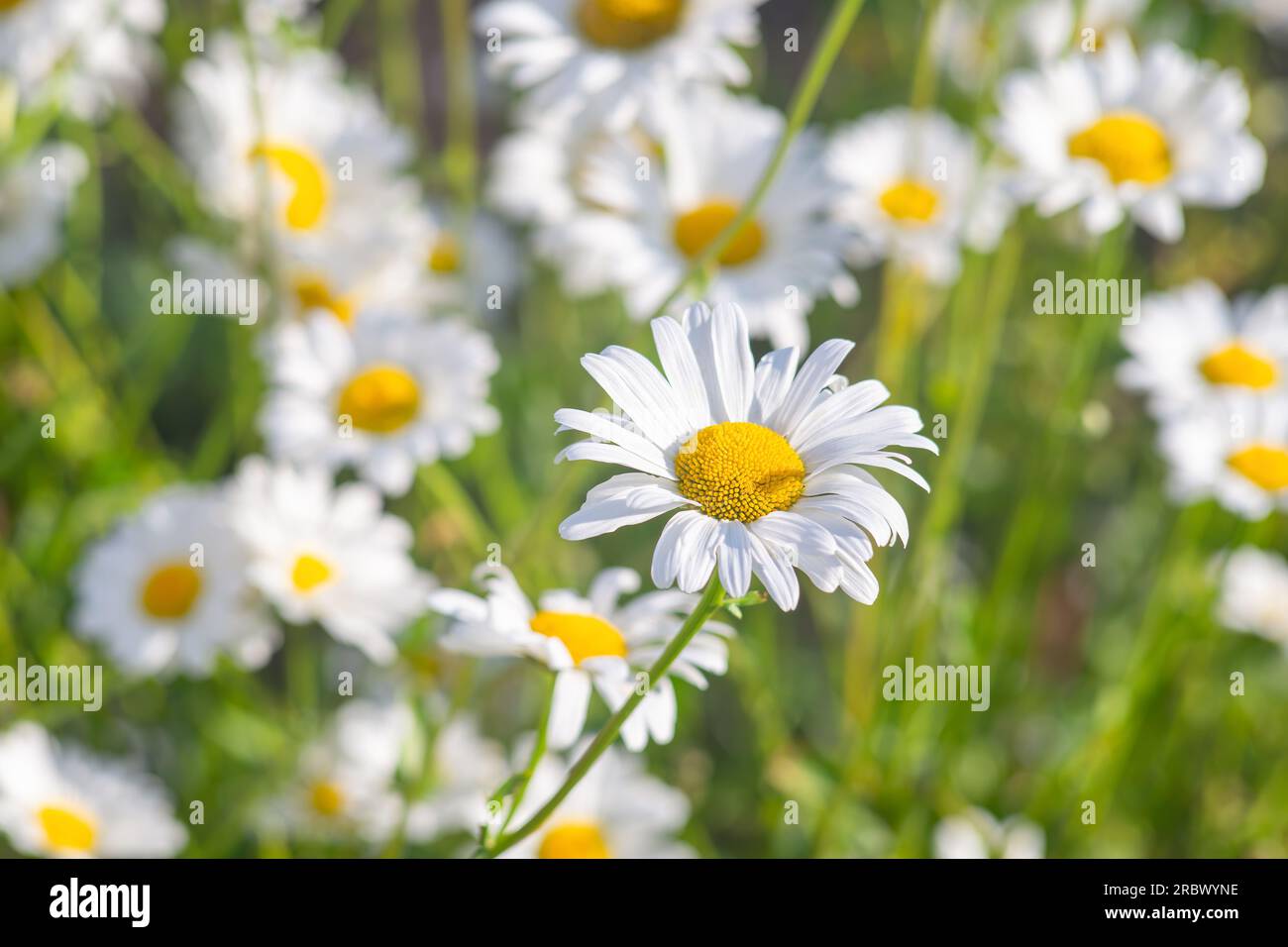 Wild daisy flower growing on meadow, lawn, white chamomile on green ...