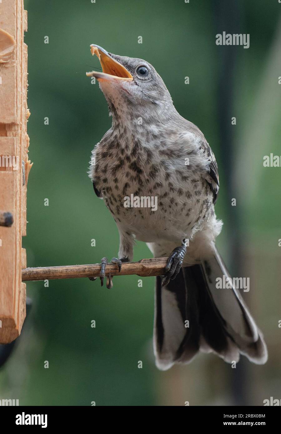 Bird feeder peanut butter hi-res stock photography and images - Alamy