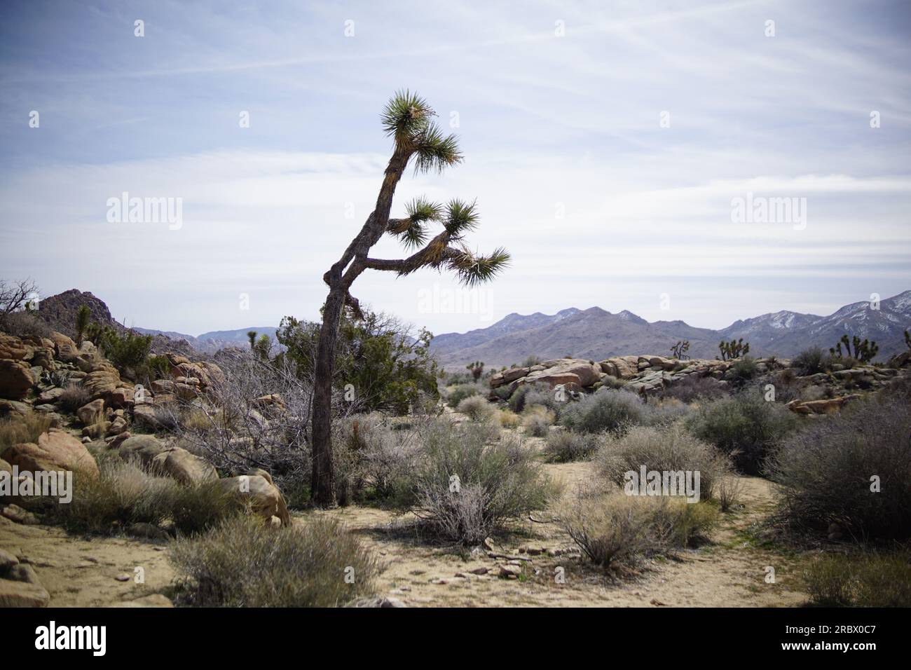 Joshua tree exploration hi-res stock photography and images - Alamy