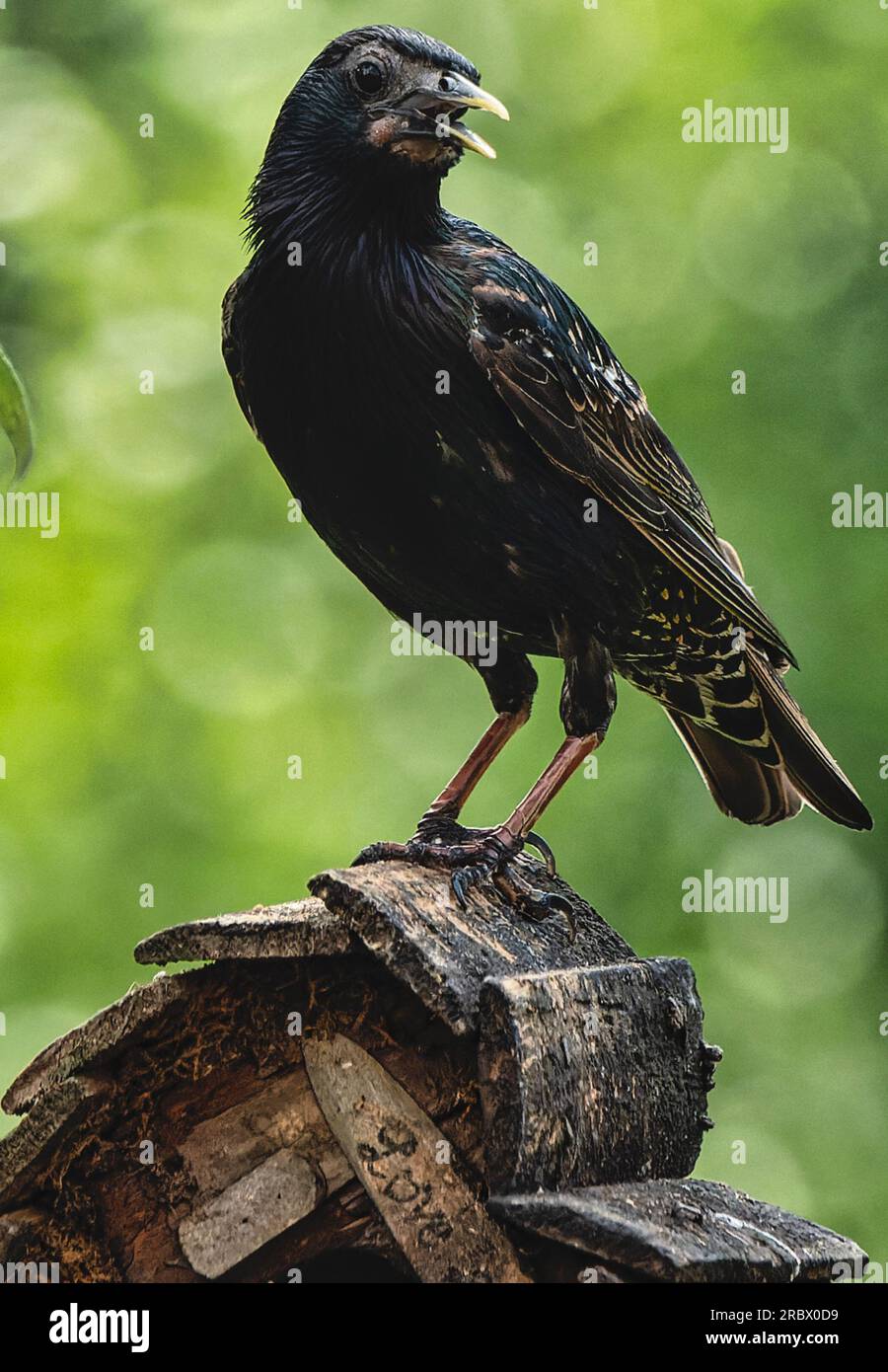 A big Black Bird arrives on the deck Stock Photo - Alamy