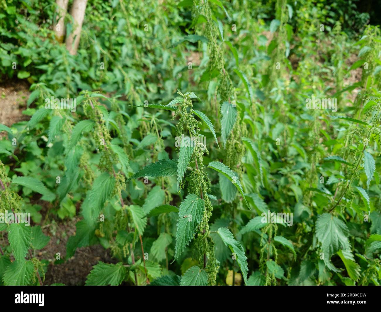 Common stinging nettle bush in a forest in Europe. Summer day, no ...