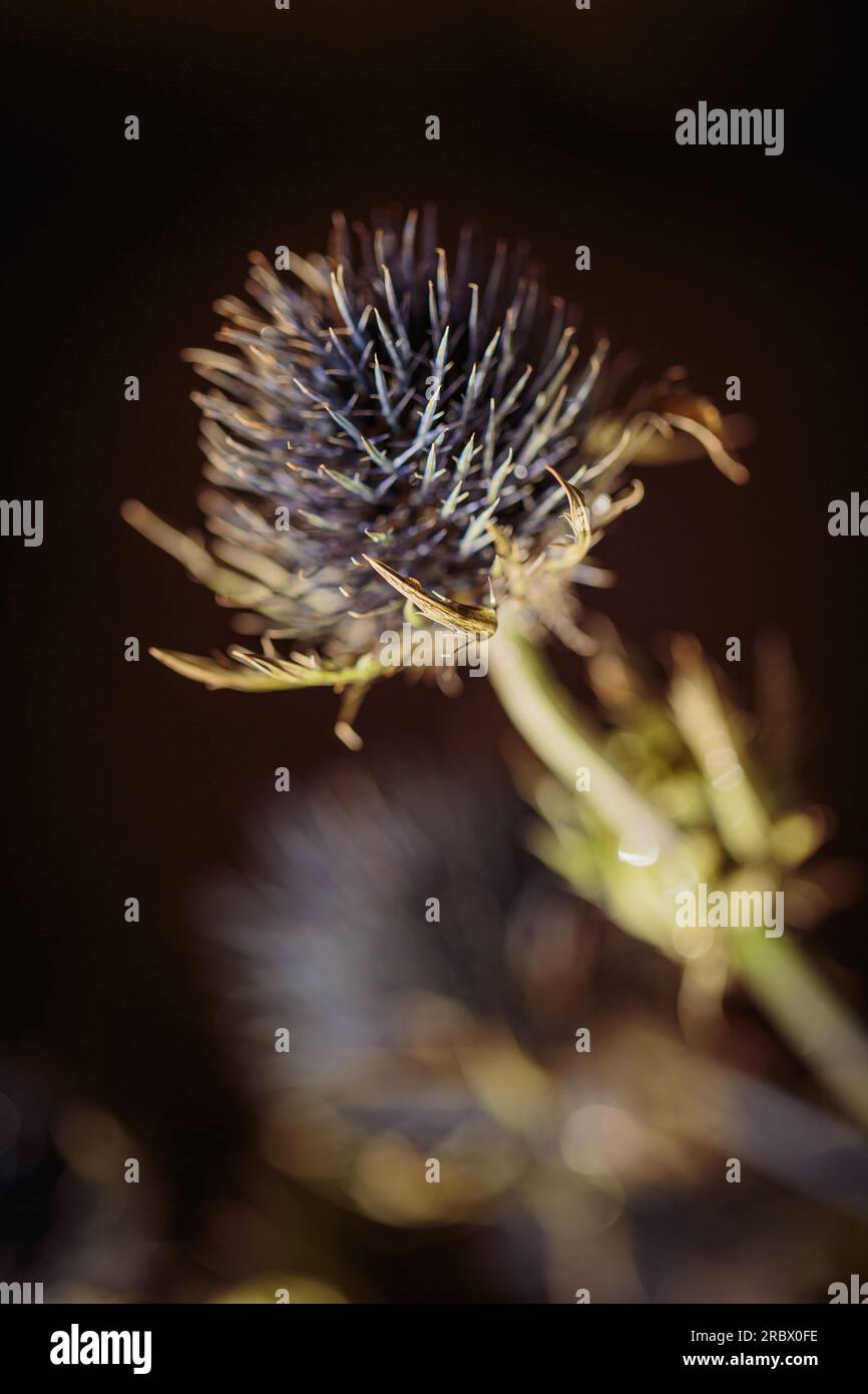 Thorn plunt with dew drops on needles on blurred dark background Stock ...