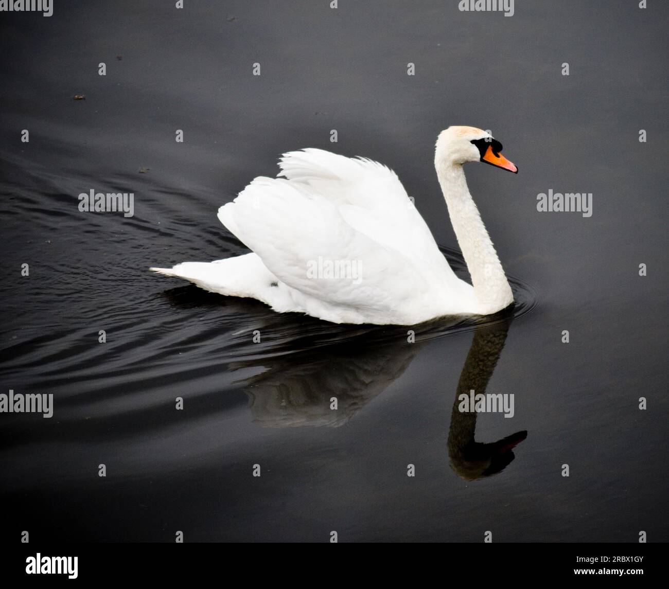 A white swan (Cygnus olor) swimming on very calm water on the Burton ...