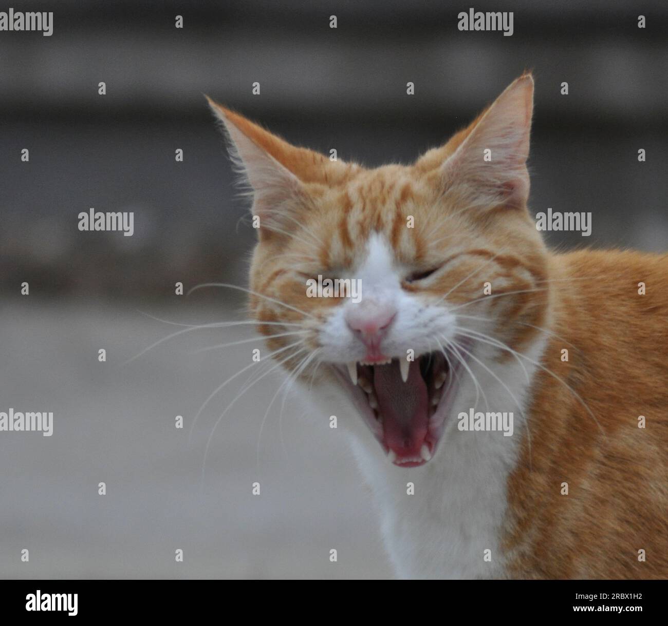 A young ginger cat with its mouth open mid yawn making a comical ...