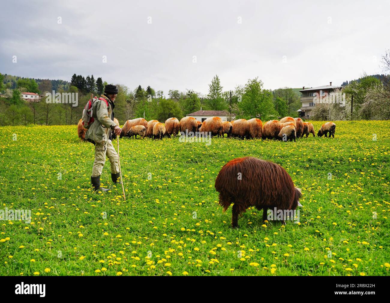 Shepherd and goats and forest hi-res stock photography and images - Alamy