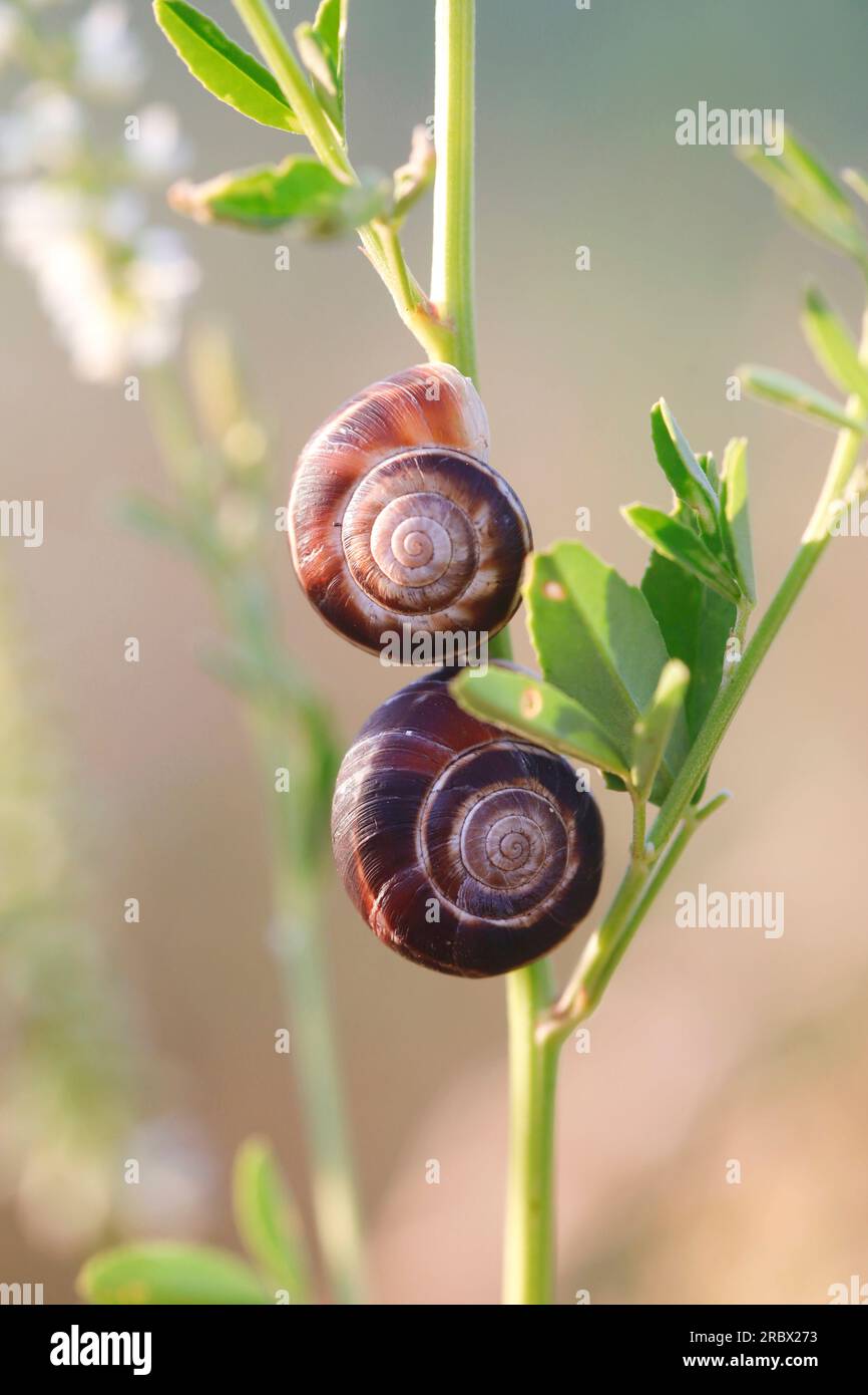 Beautiful Little Snails Stock Photo - Alamy
