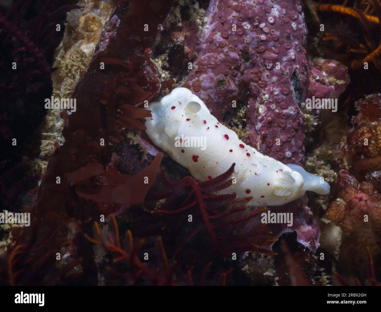 Top view of a Red-spotted dorid (Chromodoris heatherae) nudibranch ...