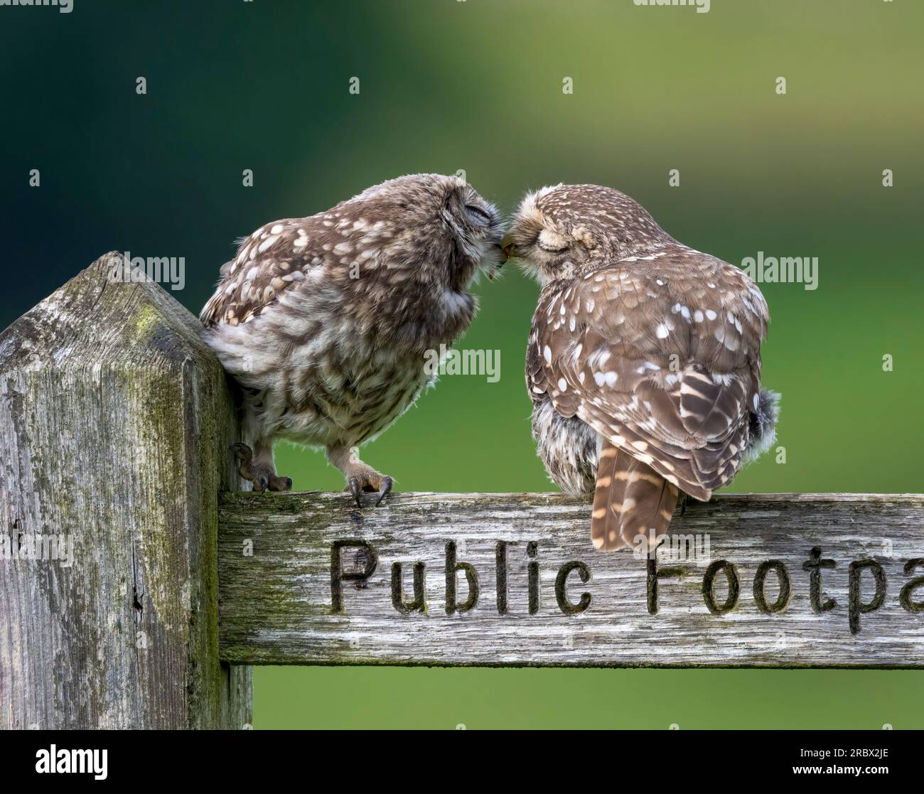British fledgling birds hi-res stock photography and images - Alamy