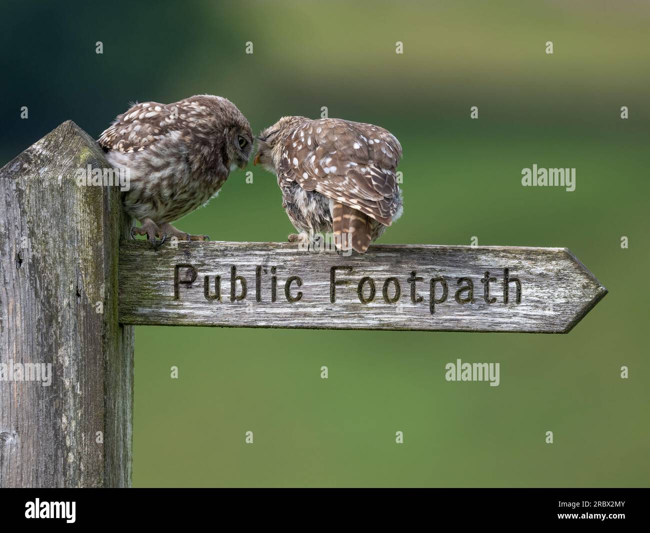 British fledgling birds hi-res stock photography and images - Alamy