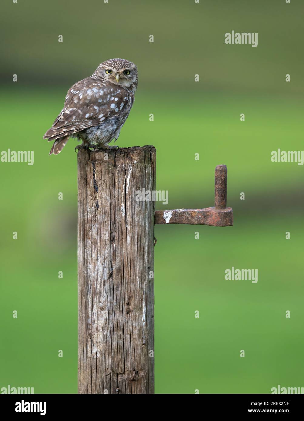 Gatepost north yorkshire hi-res stock photography and images - Alamy