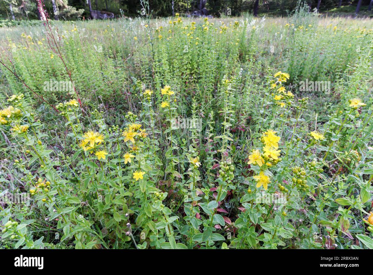 Imperforate st hi-res stock photography and images - Alamy