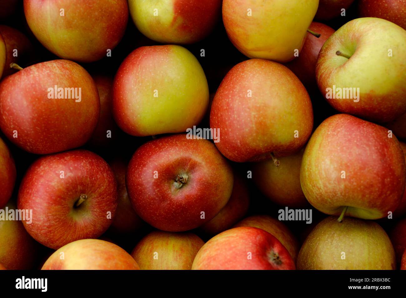 Braeburn apple and orchard hi-res stock photography and images - Alamy