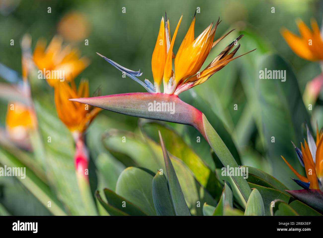 Strelitzia blossom growing in hi-res stock photography and images - Alamy