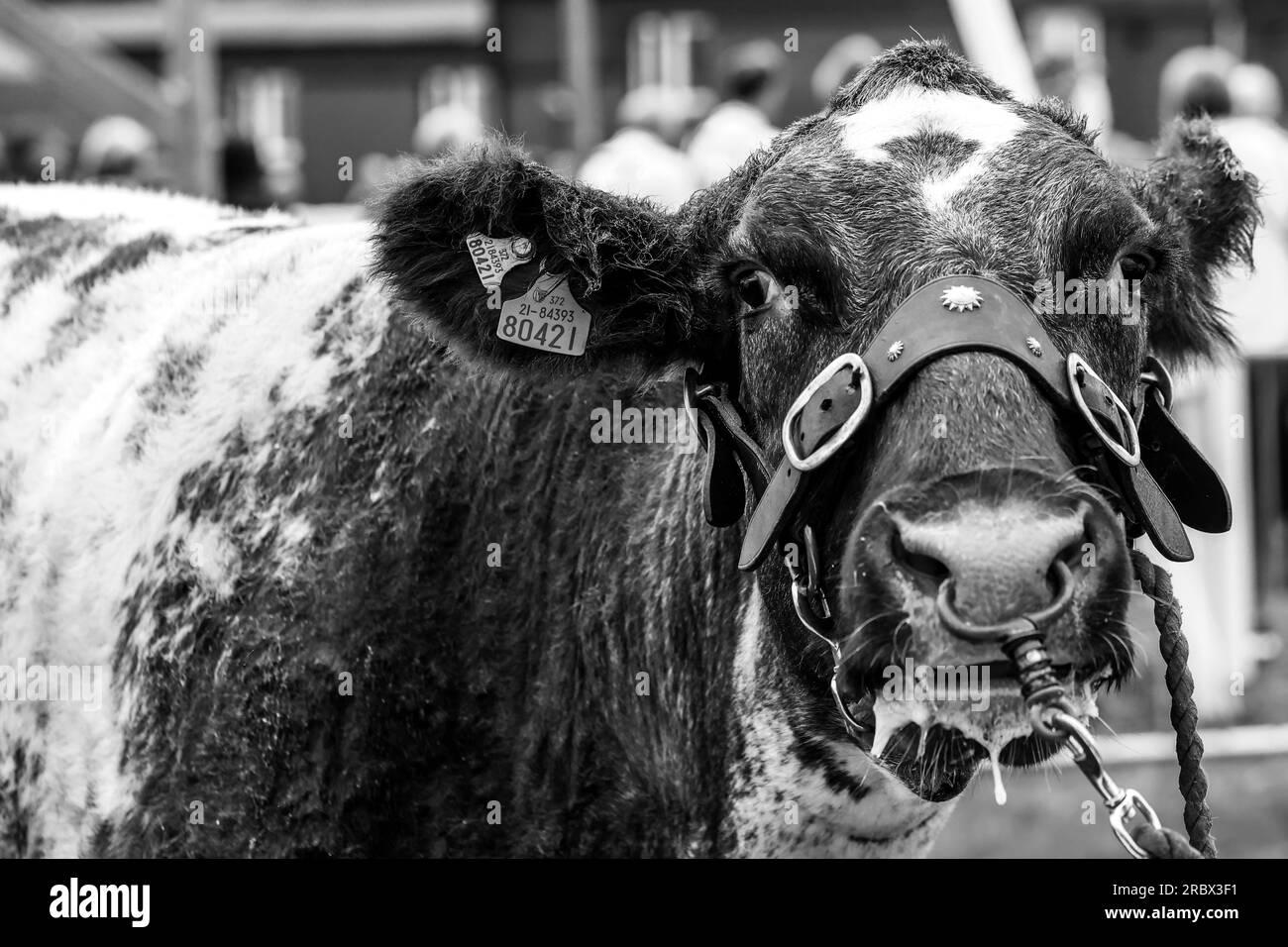 Harrogate, UK. 11th July, 2023. Great Yorkshire Showground, Railway ...