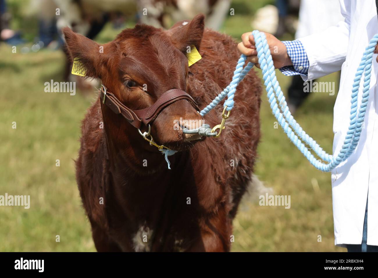Harrogate, UK. 11th July, 2023. Great Yorkshire Showground, Railway ...
