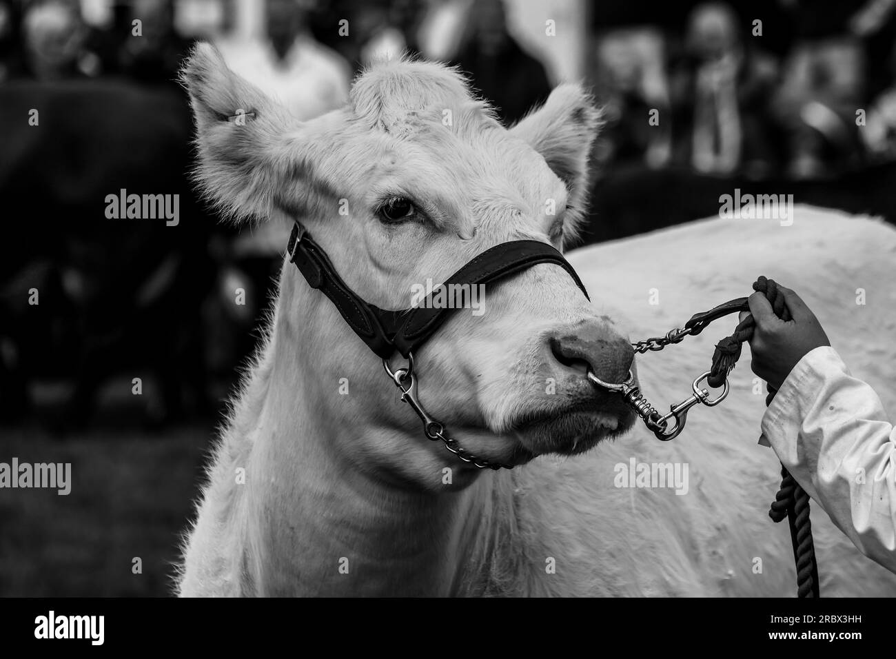 Harrogate, UK. 11th July, 2023. Great Yorkshire Showground, Railway ...