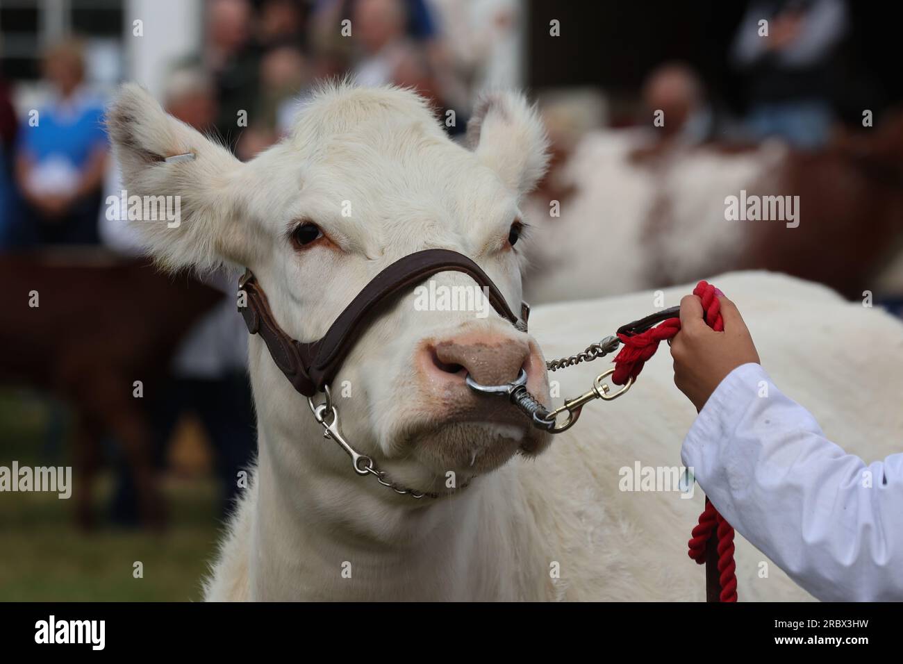 Harrogate, UK. 11th July, 2023. Great Yorkshire Showground, Railway ...