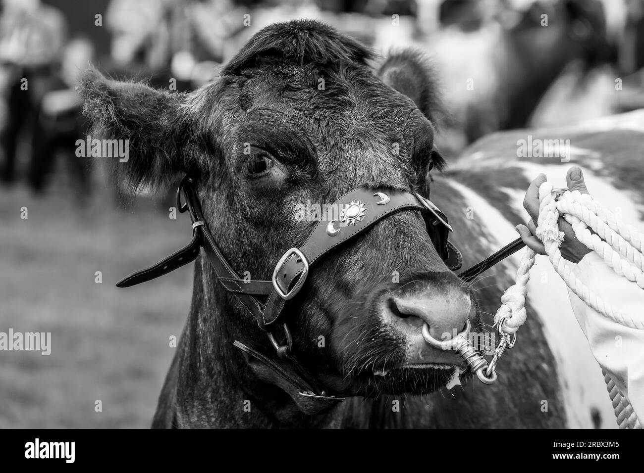 Harrogate great yorkshire show Black and White Stock Photos & Images ...
